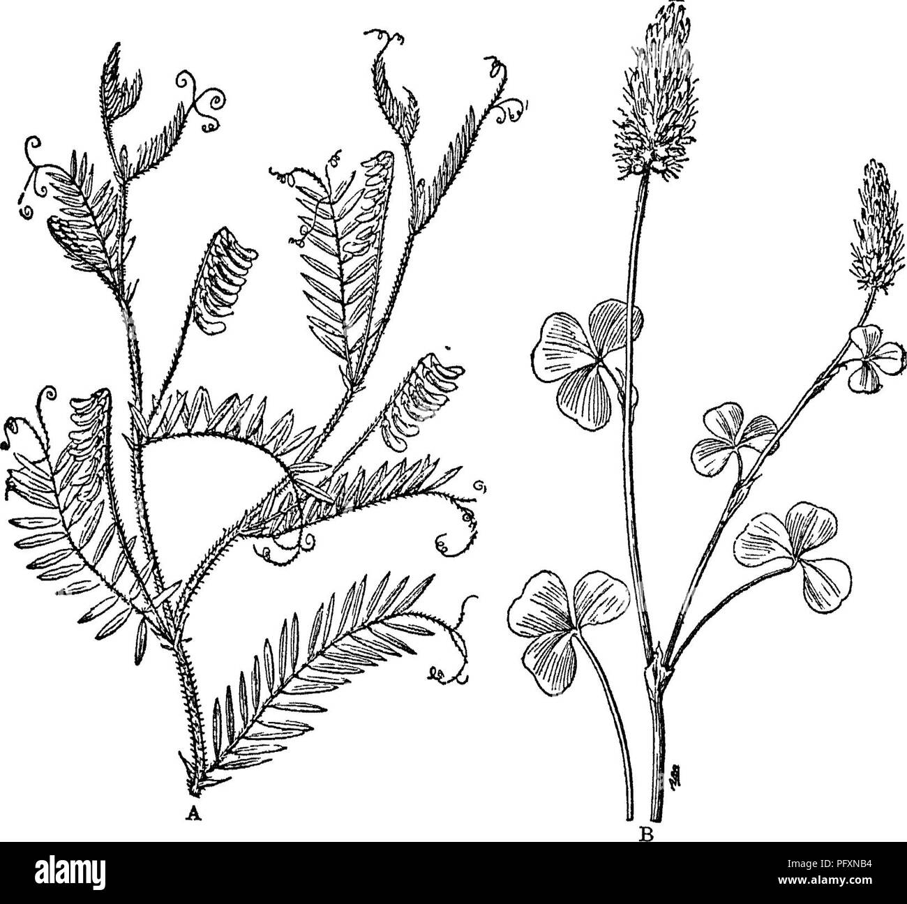 Illustration showing Hairy Vetch and Crimson Clover, two crops commonly ...