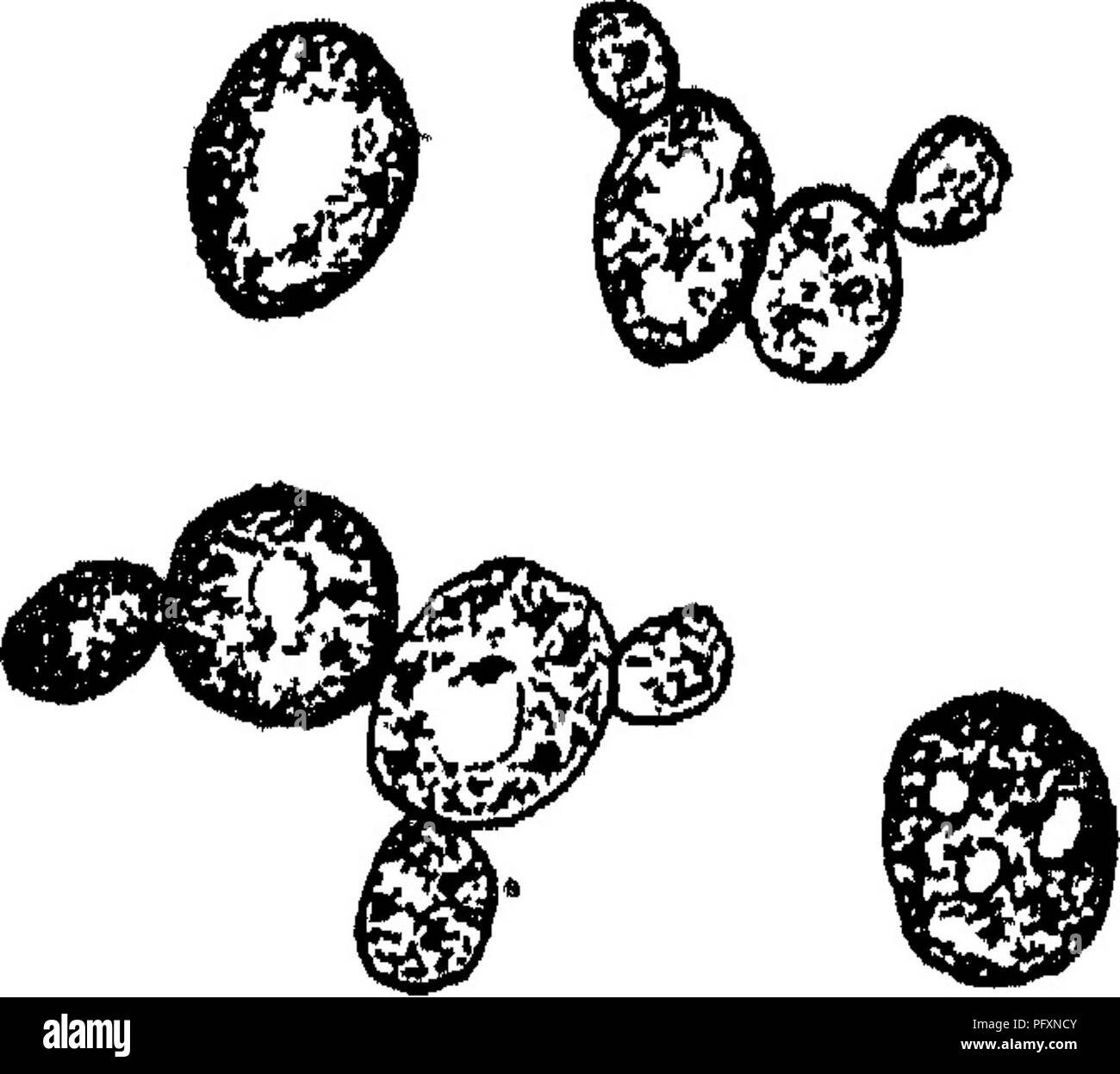 Soil bacteria microscope hi-res stock photography and images - Alamy