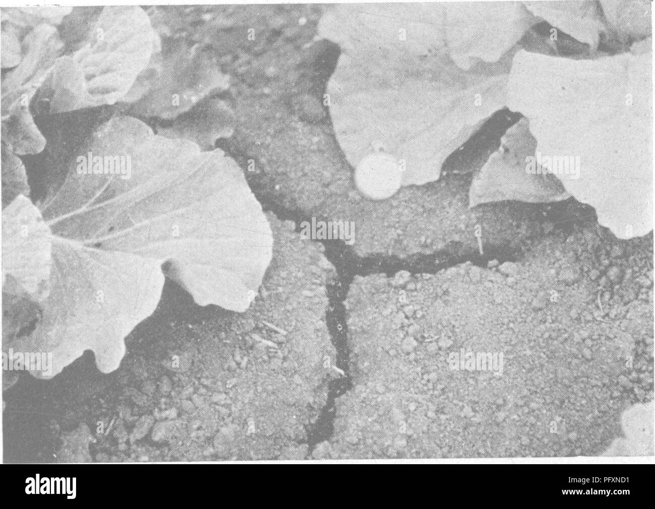 This text explains the importance of soil management for successful ...