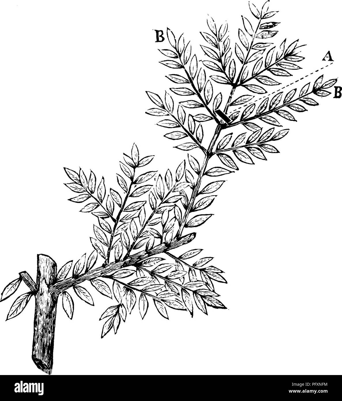 This book discusses the cultivation of olive trees, covering ...