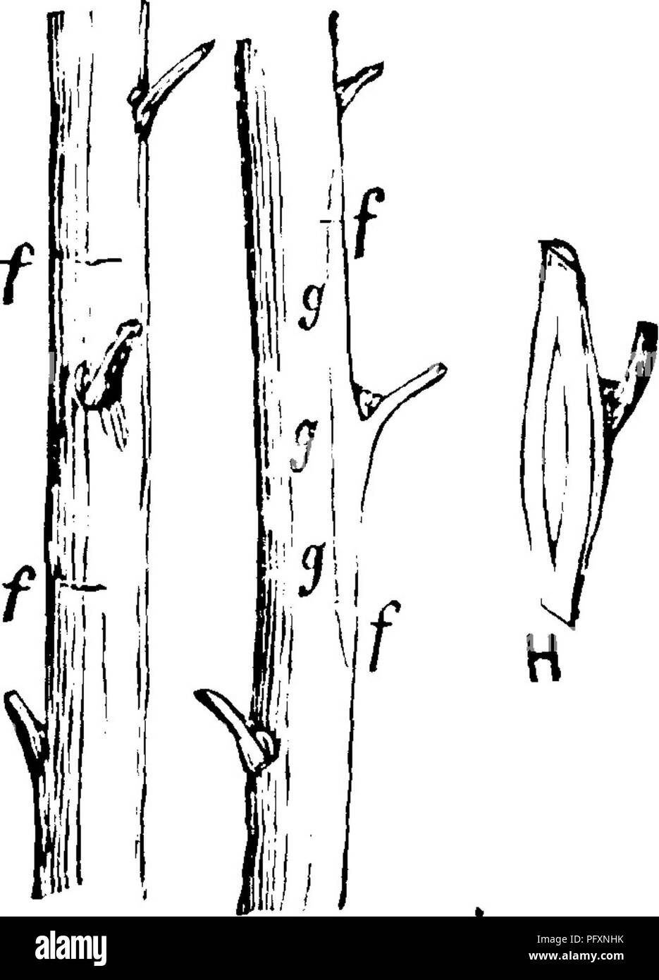 Mastic trees Black and White Stock Photos & Images - Alamy