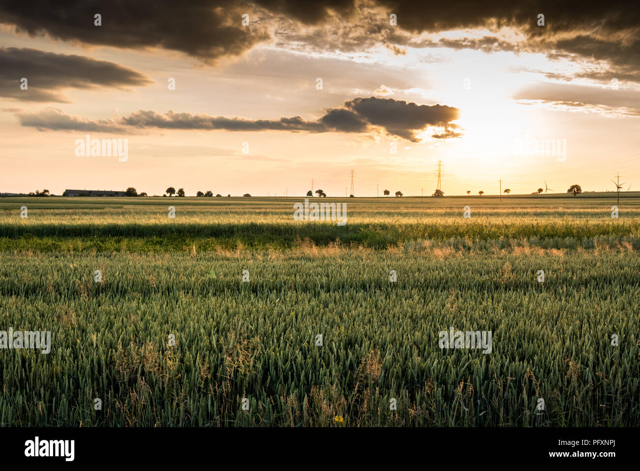 landscape with fields and sun shining at low height over horizon Stock ...