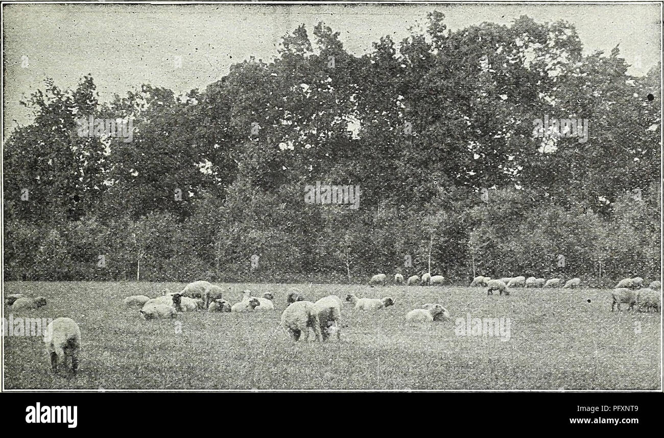 Currie's catalog from 1931 offers a wide range of horticultural ...