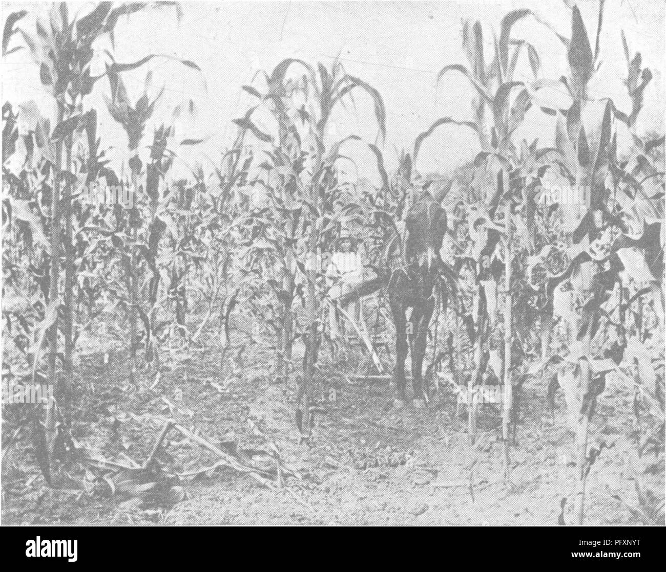This book outlines soil fertility management for successful crop ...