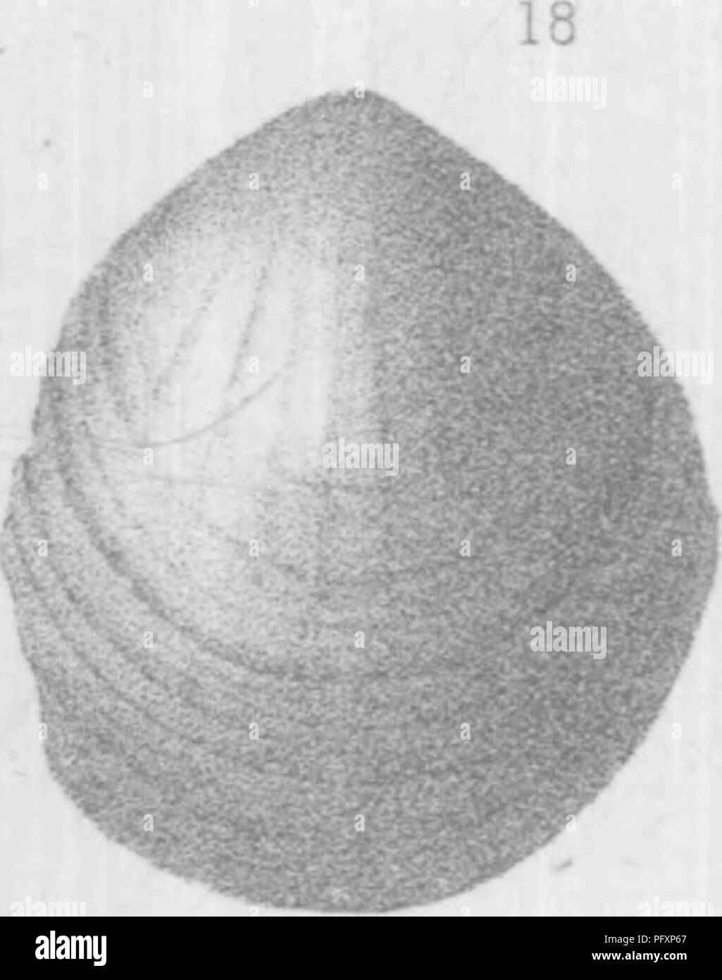 . Brachiopoda and Lamellibranchiata of the Raritan clays and greensand ...