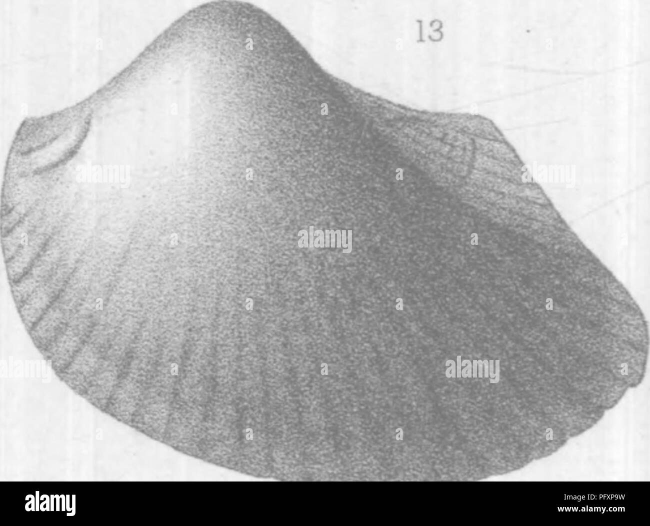 This image represents the fossilized Brachiopoda and Lamellibranchiata ...