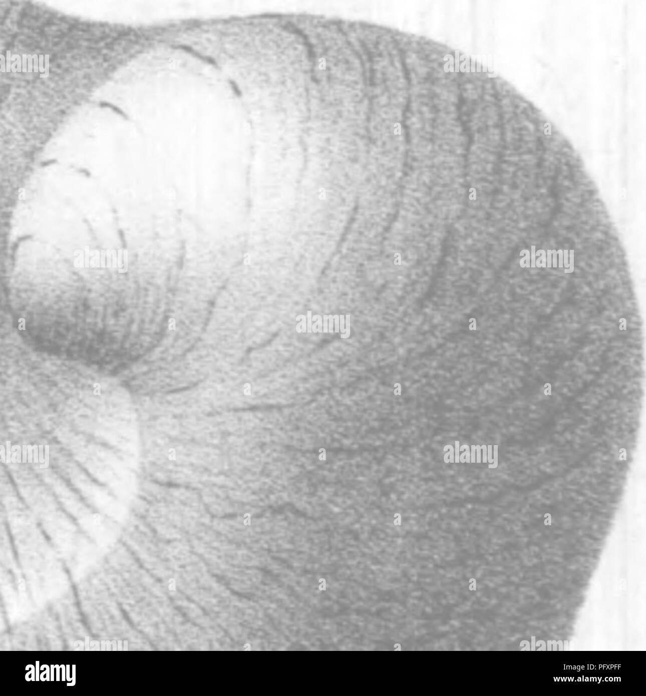 This paleontological study explores the fossilized remains of ...