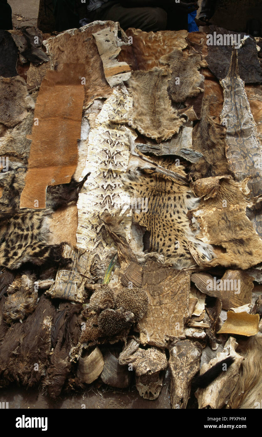 Animal skins for witchcraft on sale in the market at Bamako in Mali ...