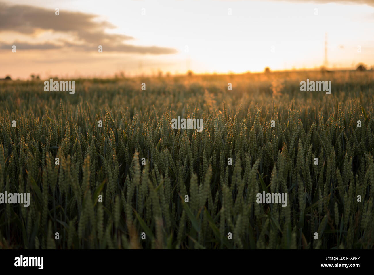 sun shining at low height over fields with wheat Stock Photo - Alamy