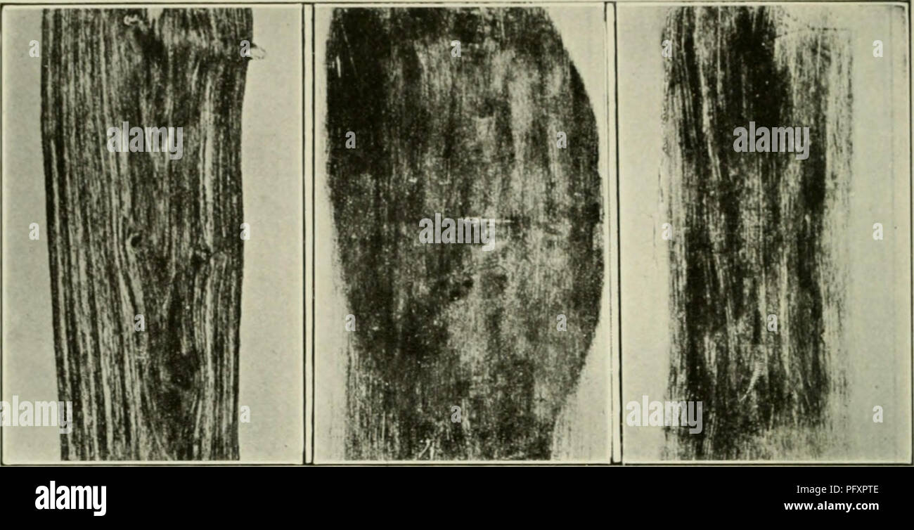 This entry discusses the use of the 'jucaro' wood in Cuba, particularly ...