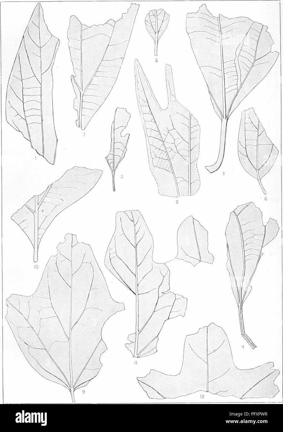 This study provides a detailed account of the Cretaceous period's flora ...