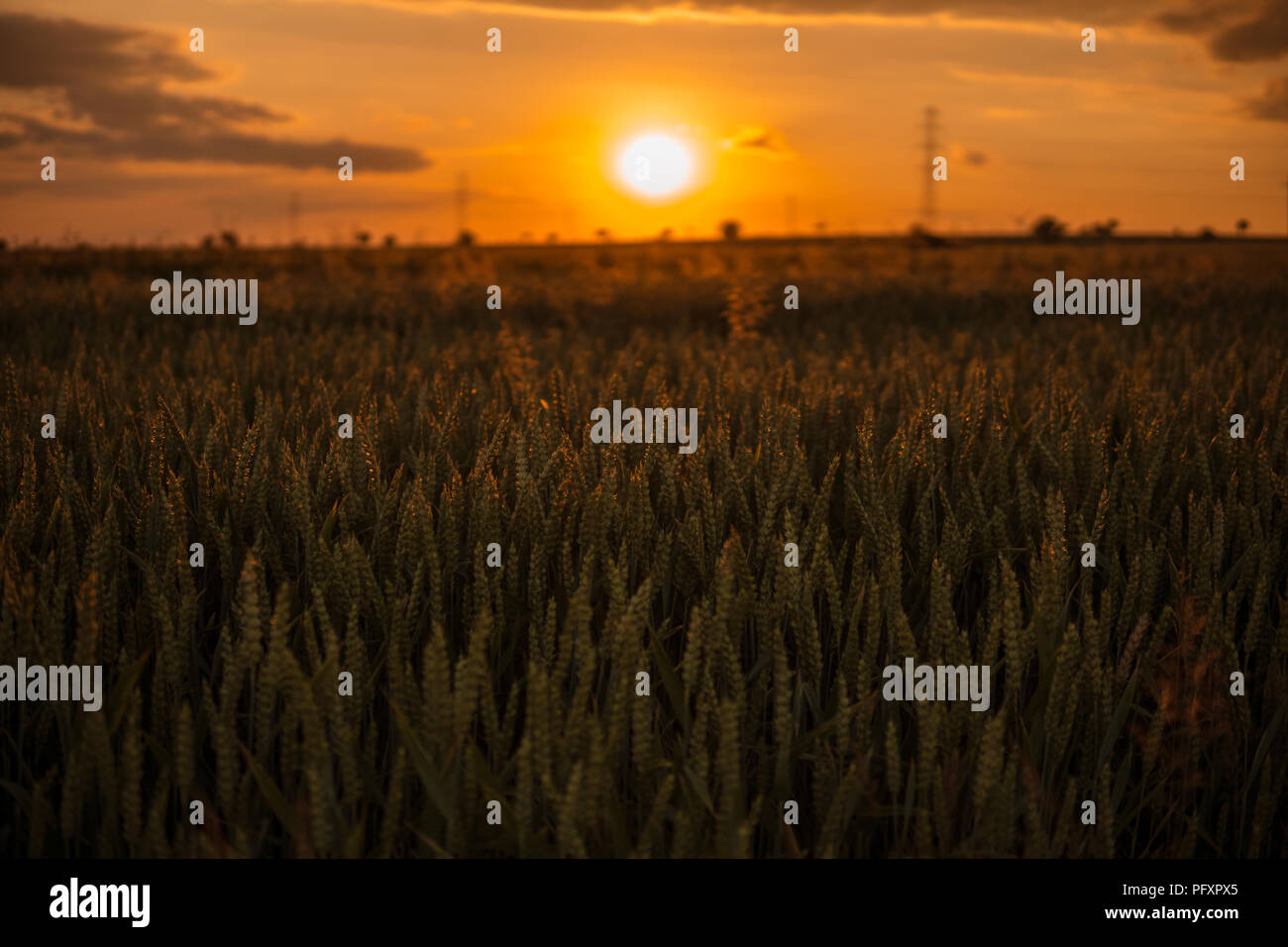 sun over fields full of wheat during end of the day Stock Photo - Alamy