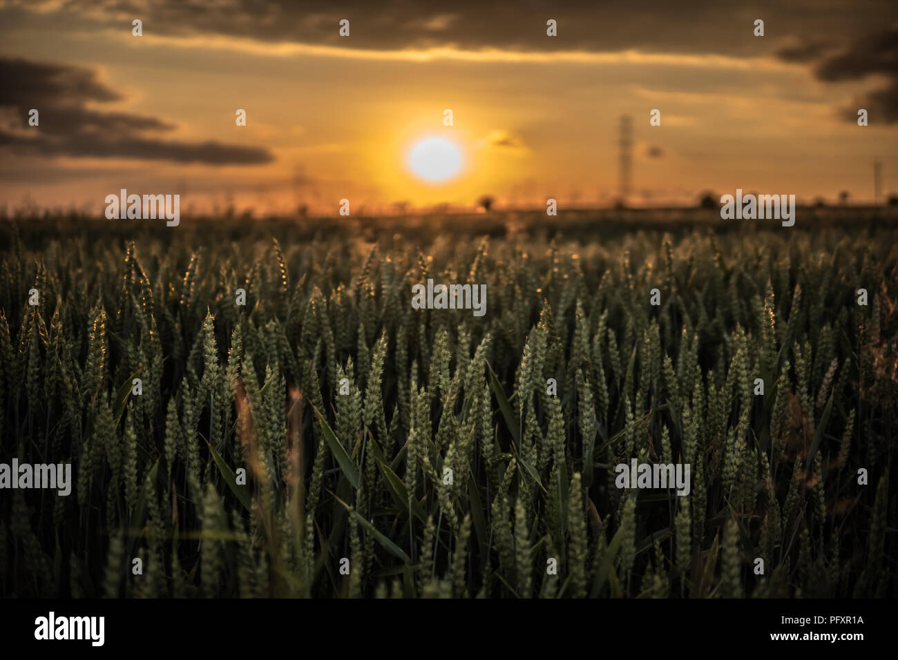 sun over fields full of wheat during end of the day Stock Photo - Alamy