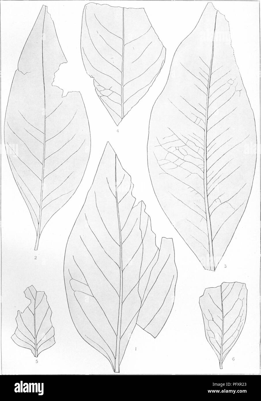 This study provides insights into the Cretaceous flora of southern New ...
