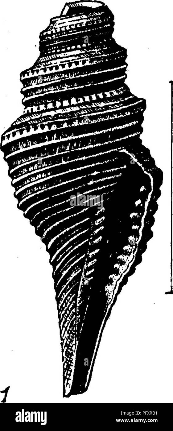 This guide on the upper Devonian of southern New York provides a ...