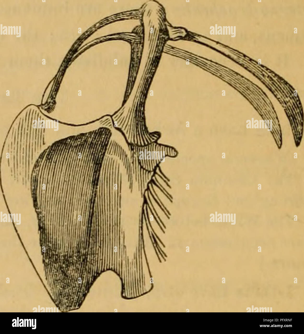 This work organizes animal species based on their structure and ...