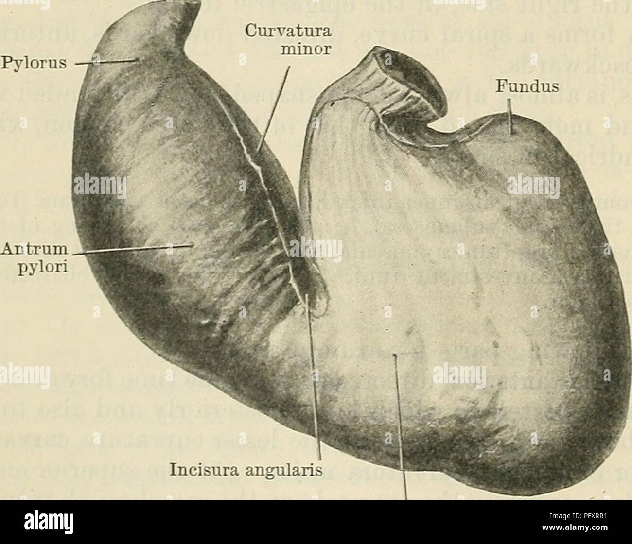. Cunningham's Text-book of anatomy. Anatomy. Pylorus Antrum pylori ...