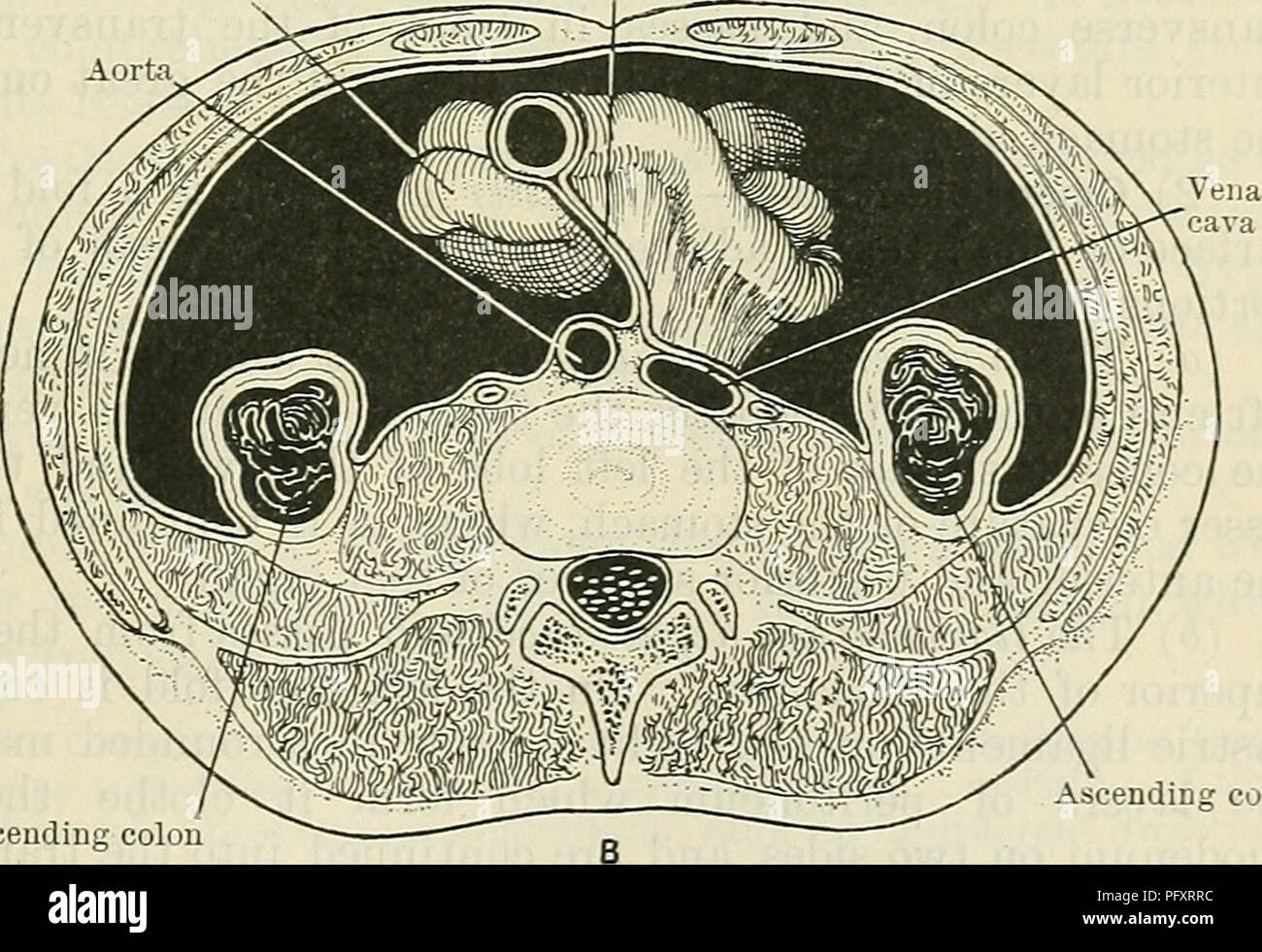 Stomach wall intestine hi-res stock photography and images - Alamy