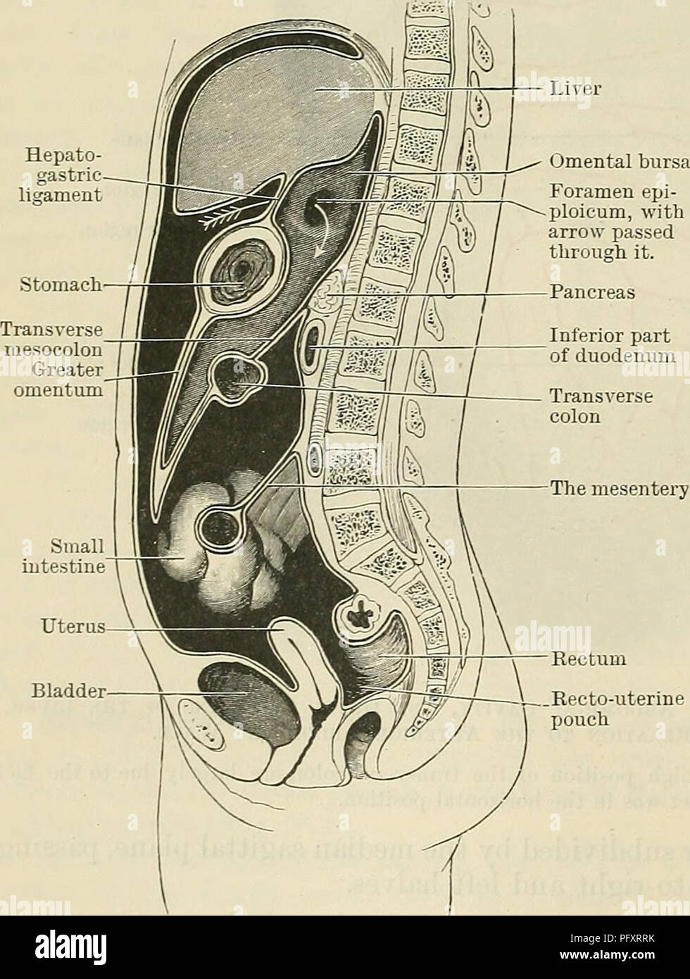 . Cunningham's Text-book of anatomy. Anatomy. 1160 THE DIGESTIVE SYSTEM ...