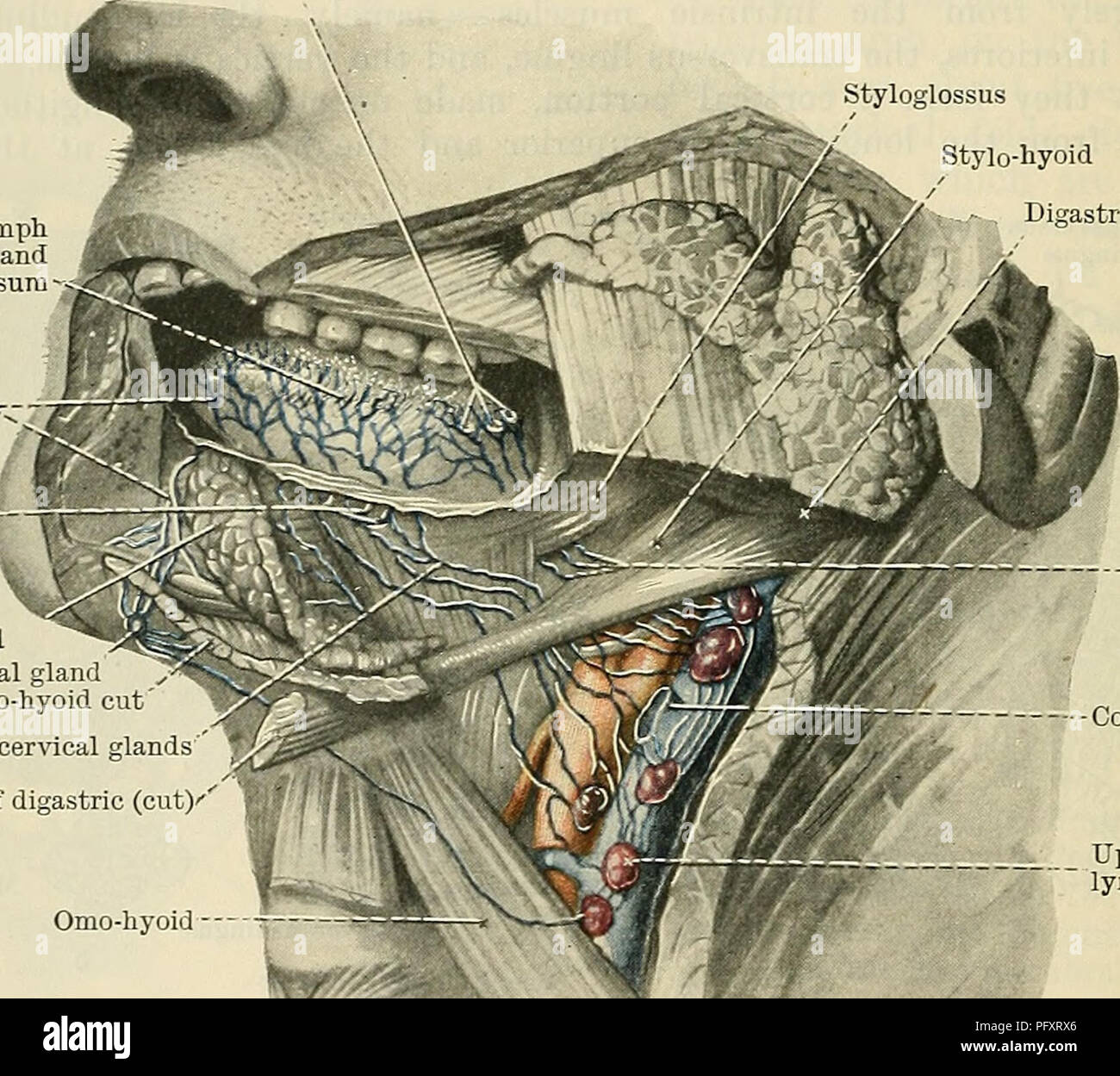 This textbook provides a detailed study of human anatomy, focusing on ...