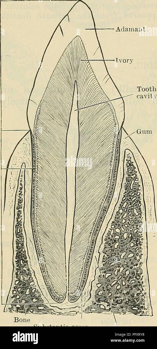 This textbook provides a detailed overview of the human digestive ...