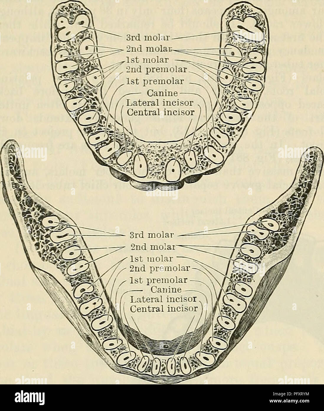 . Cunningham's Text-book of anatomy. Anatomy. 1120 THE DIGESTIVE SYSTEM ...