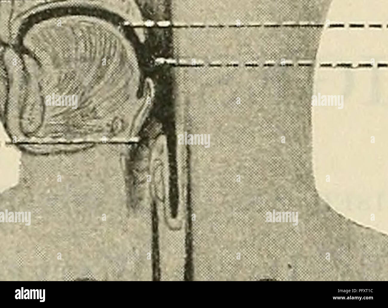 This illustration from 'Cunningham's Text-book of Anatomy' focuses on ...