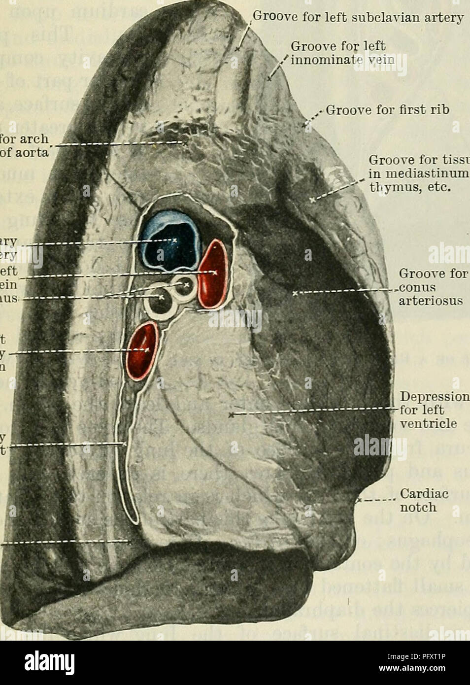 This anatomical textbook illustrates key features of the human ...