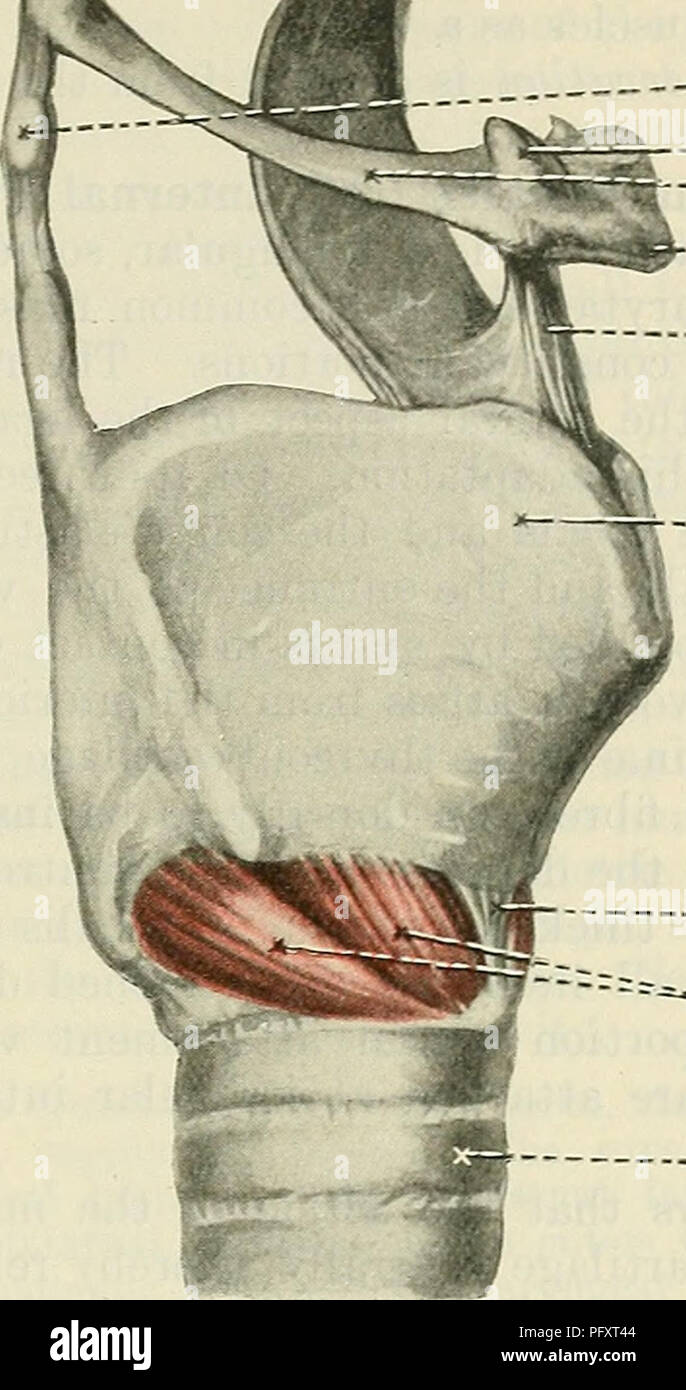 Corniculate Cartilage Cadaver
