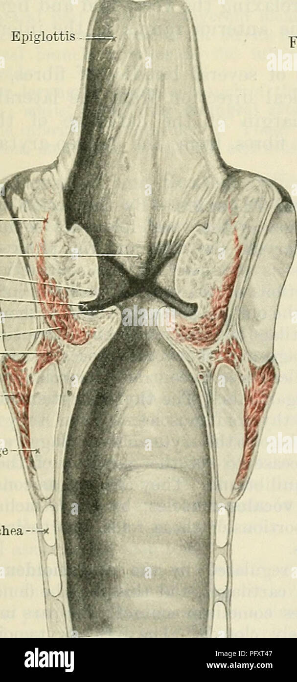 This illustration from 'Cunningham's Text-book of Anatomy' depicts the ...