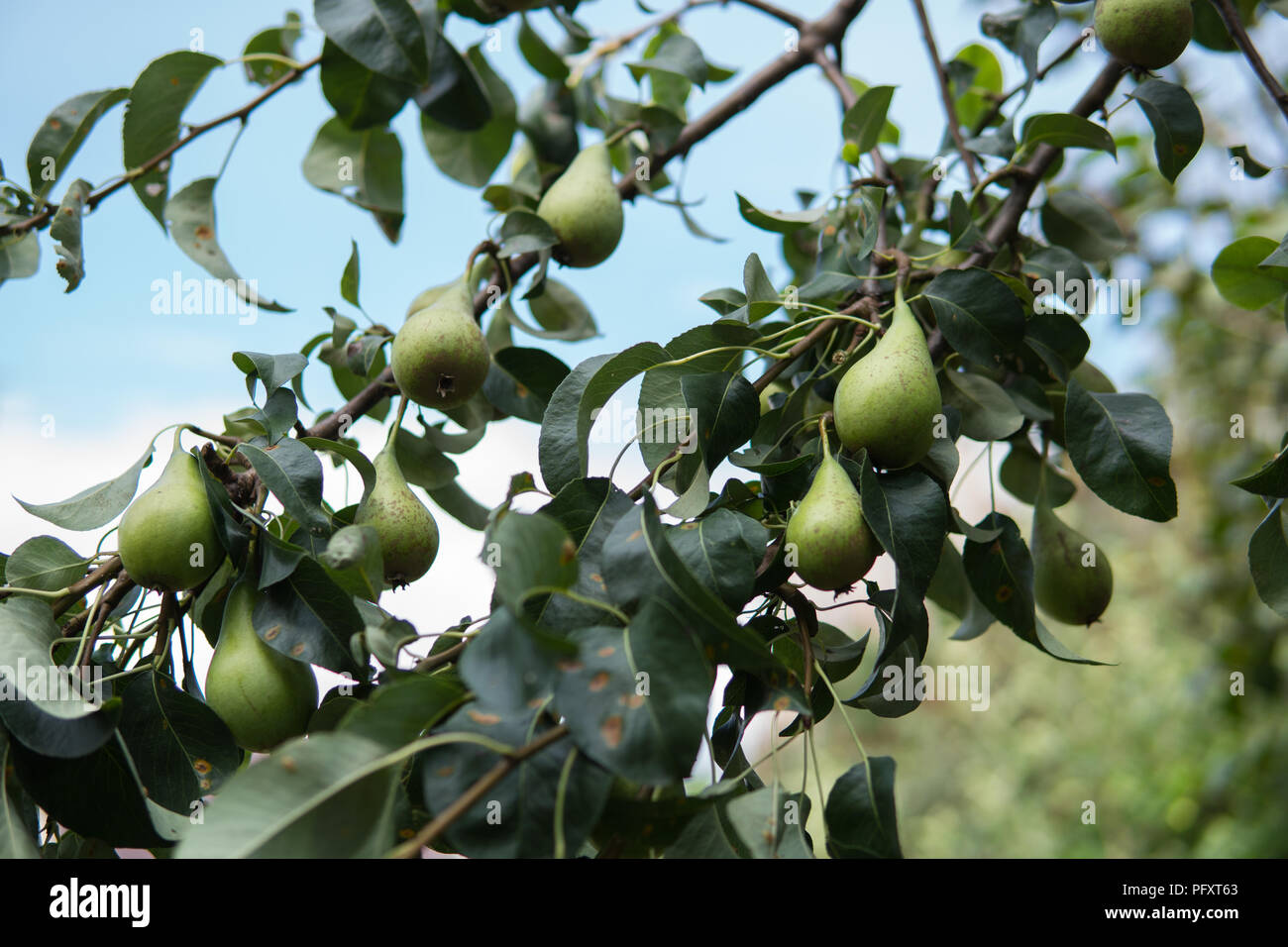 Pear hanging on a tree hi-res stock photography and images - Alamy