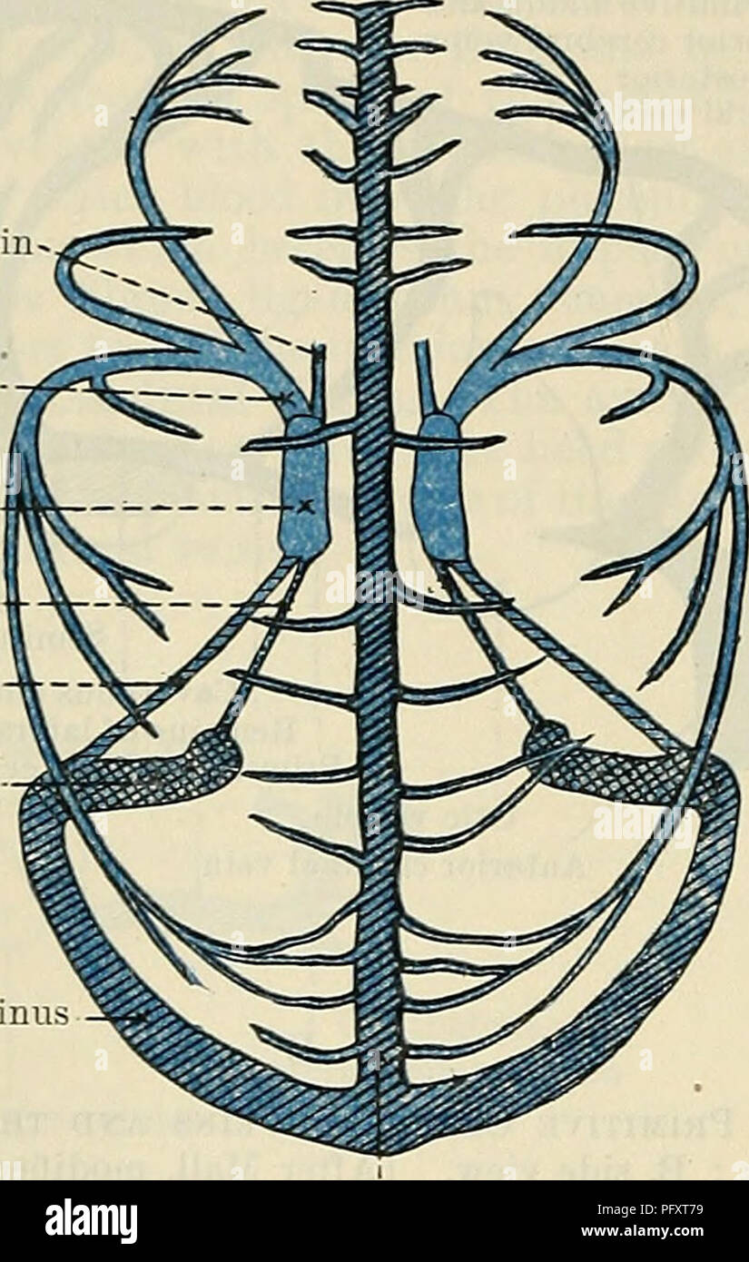 This textbook on human anatomy focuses on the vascular system ...