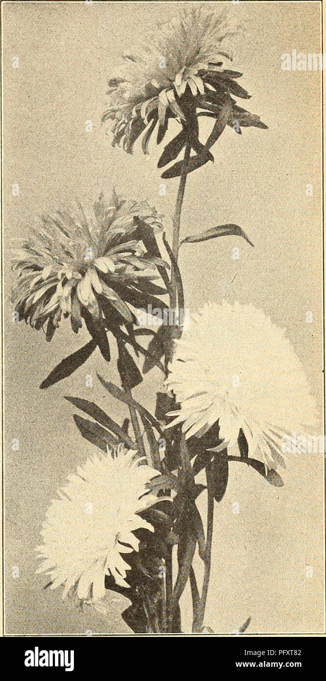 This gardening catalog from 1926 offers various flower, vegetable, and ...