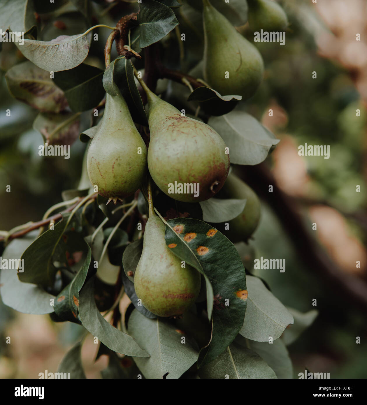 Pear hanging on a tree hi-res stock photography and images - Alamy