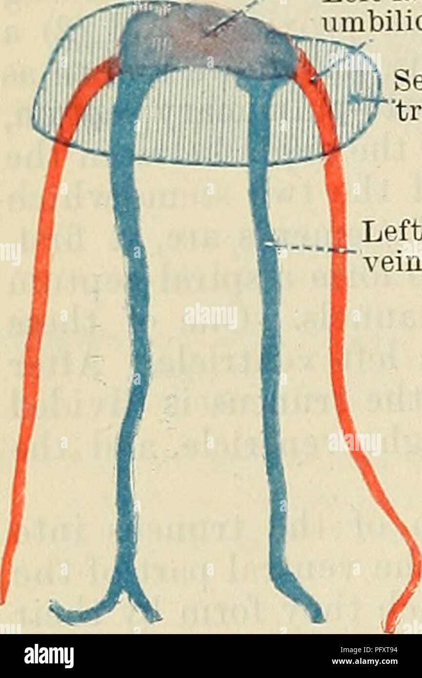 Venous channels hi-res stock photography and images - Alamy