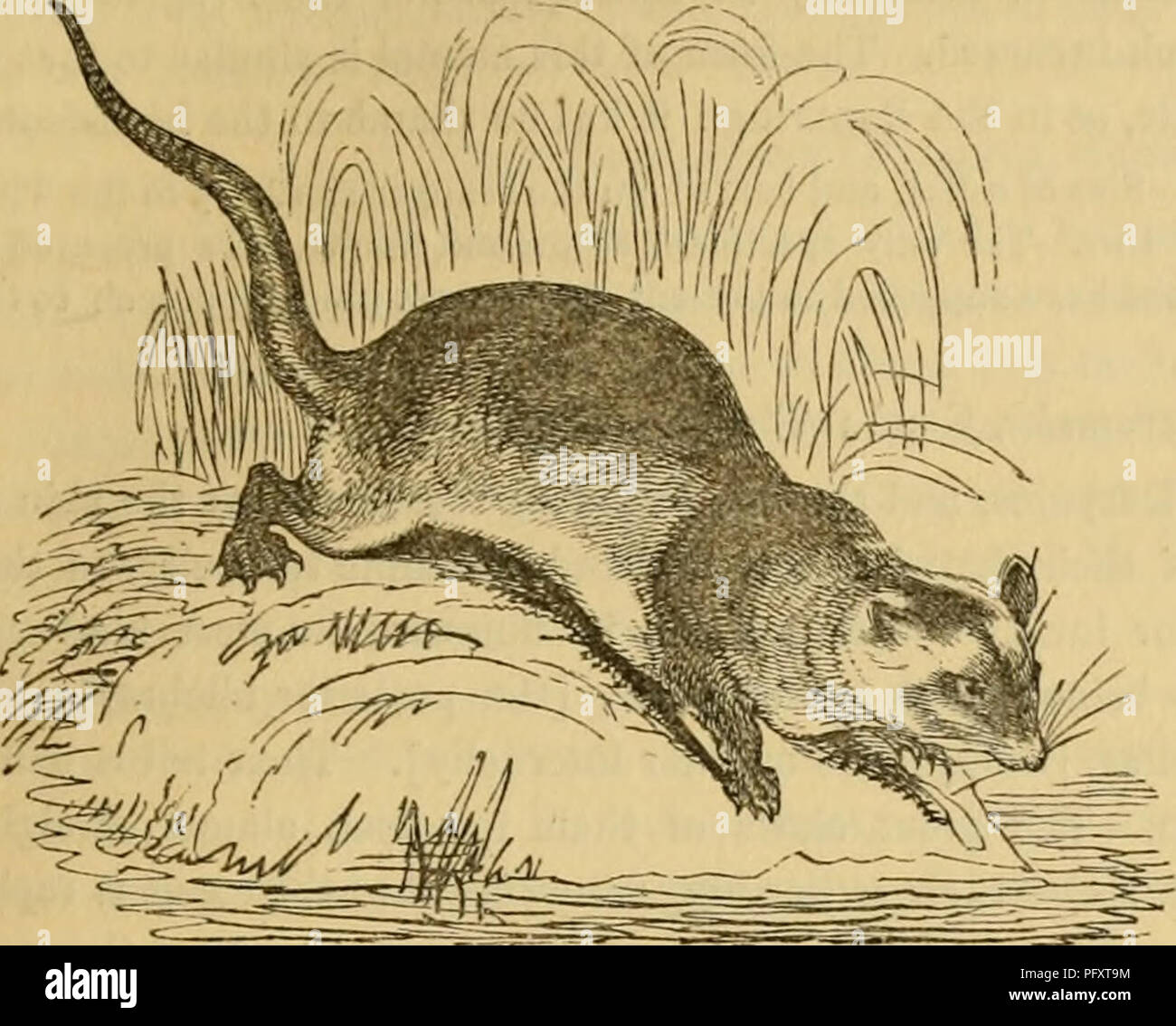 Opossums unique anatomy hi-res stock photography and images - Alamy