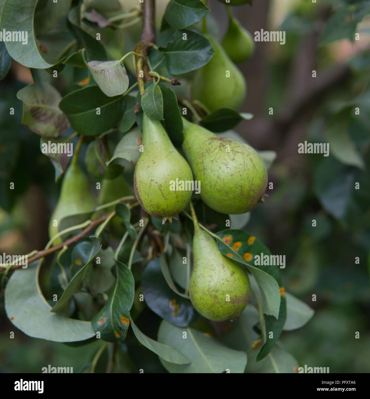 green fruits of pear hanging on a tree Stock Photo - Alamy