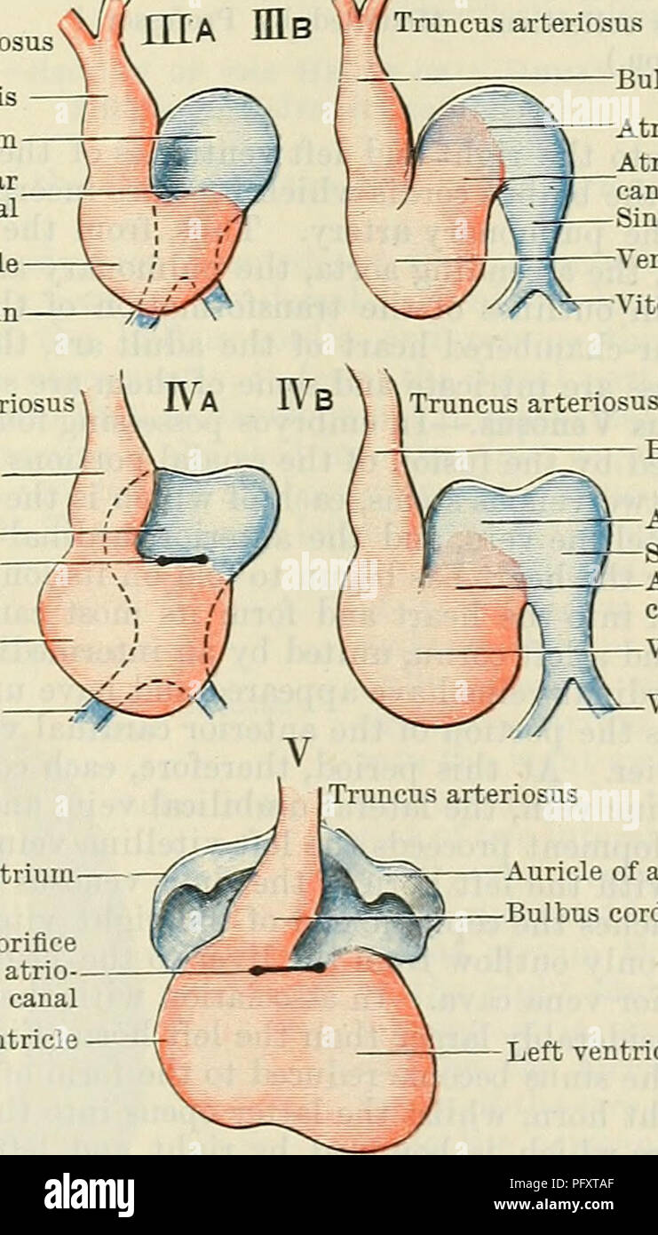 This anatomy text provides an overview of the development of the ...
