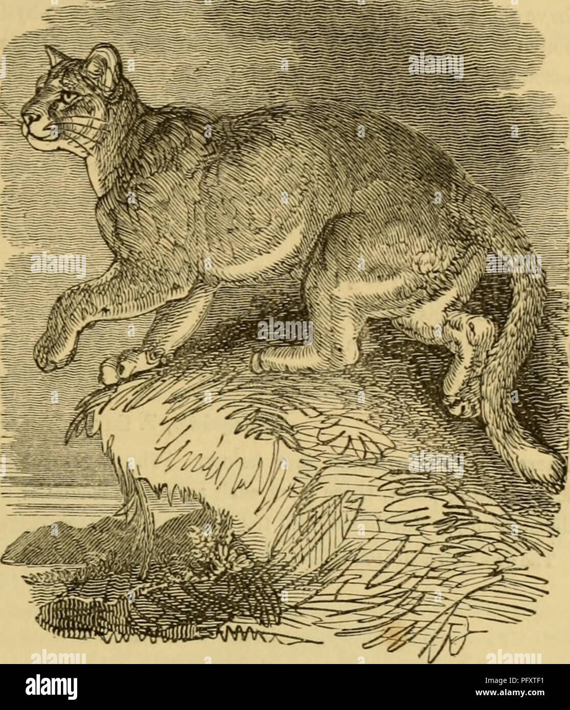 . Cuvier's animal kingdom : arranged according to its organization ...