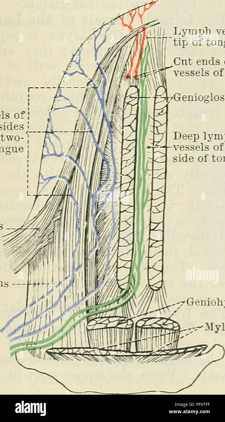 Submaxillary Gland High Resolution Stock Photography and Images - Alamy