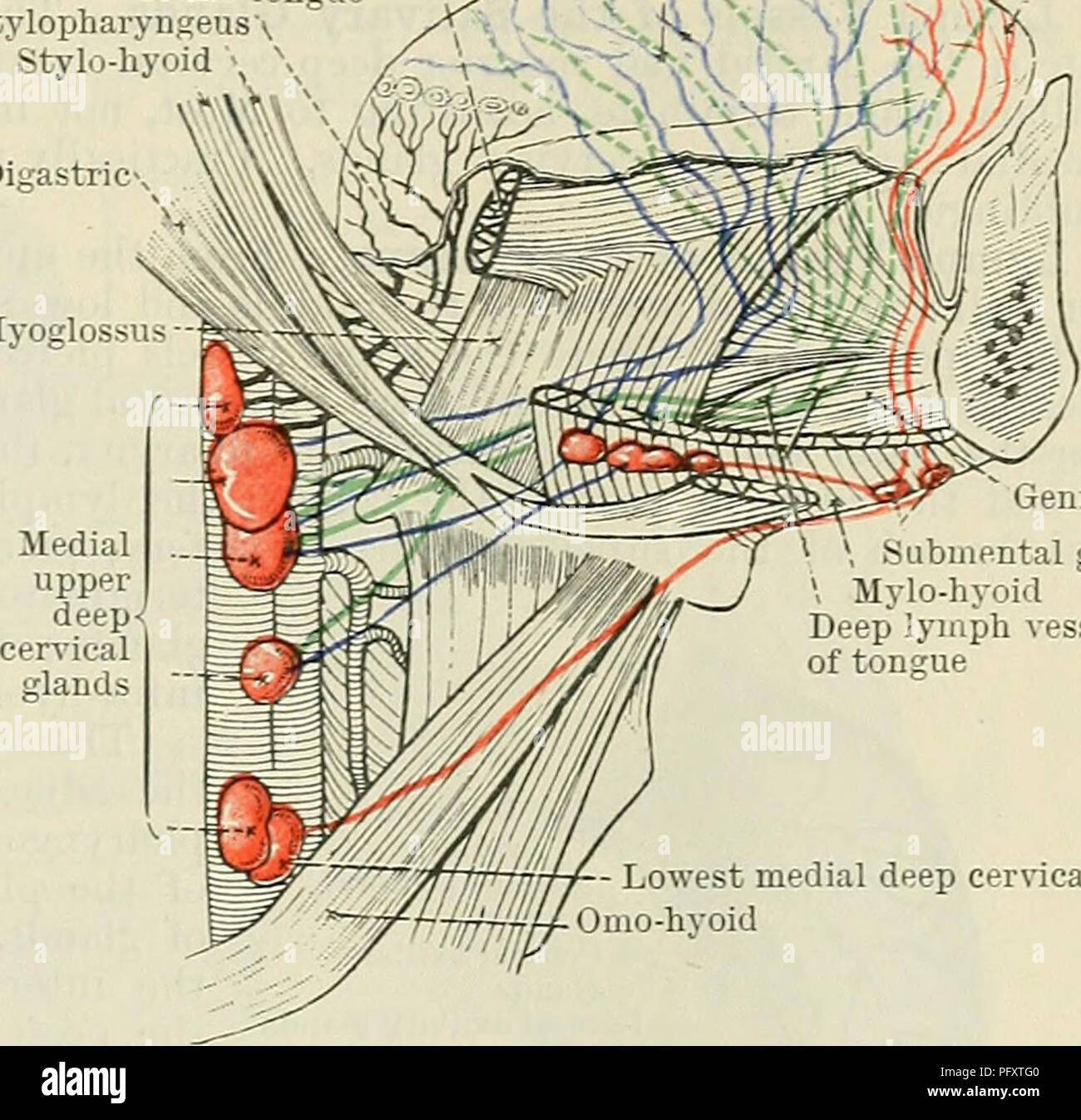 This anatomy textbook illustrates the lymphatic system of the head and ...