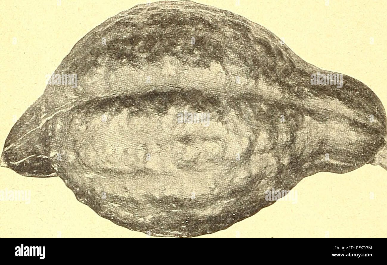 This catalog from 1925 features a wide range of plants, including ...