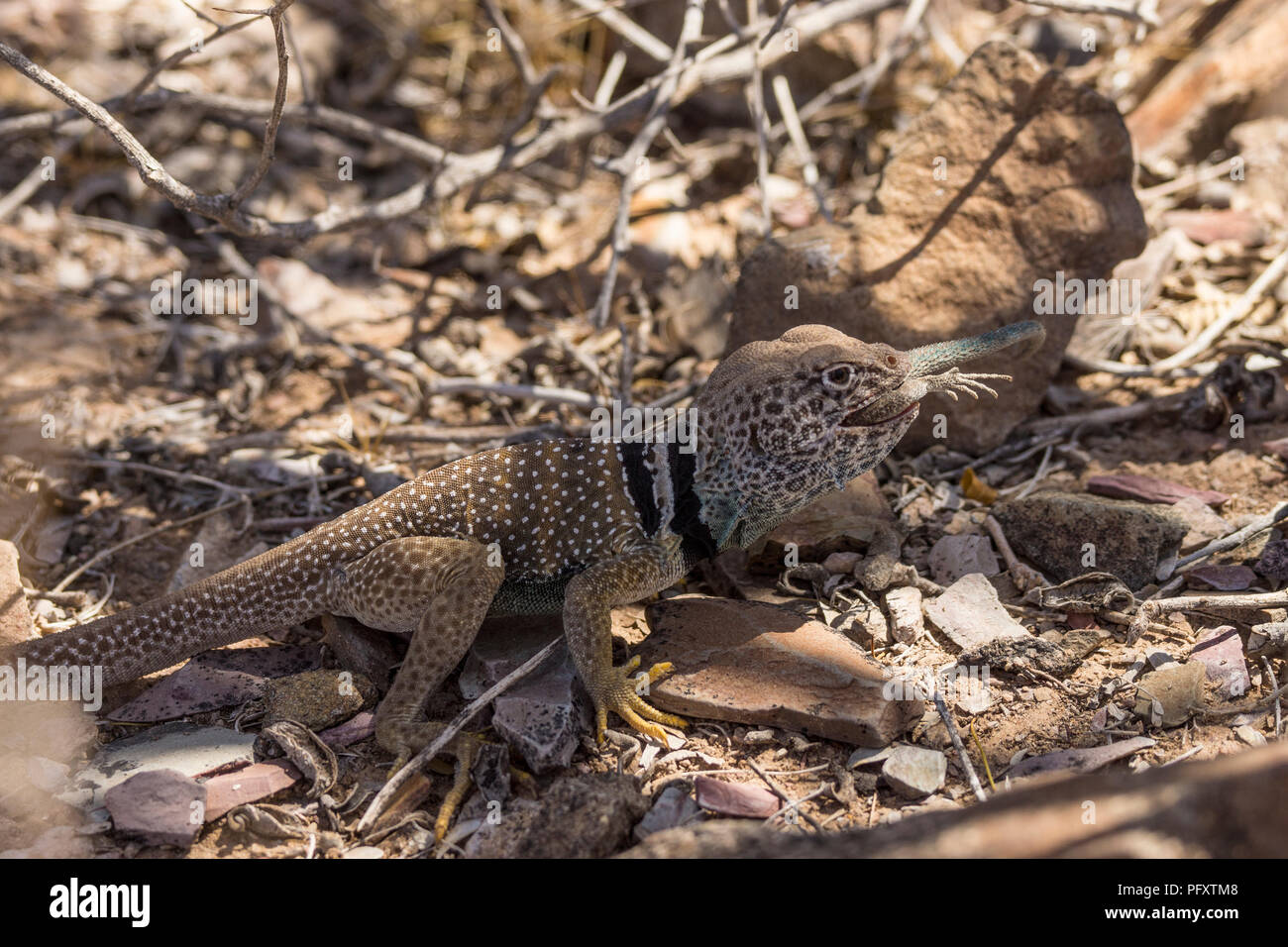 Collard Lizard attacking and eating a smaller lizard Stock Photo - Alamy