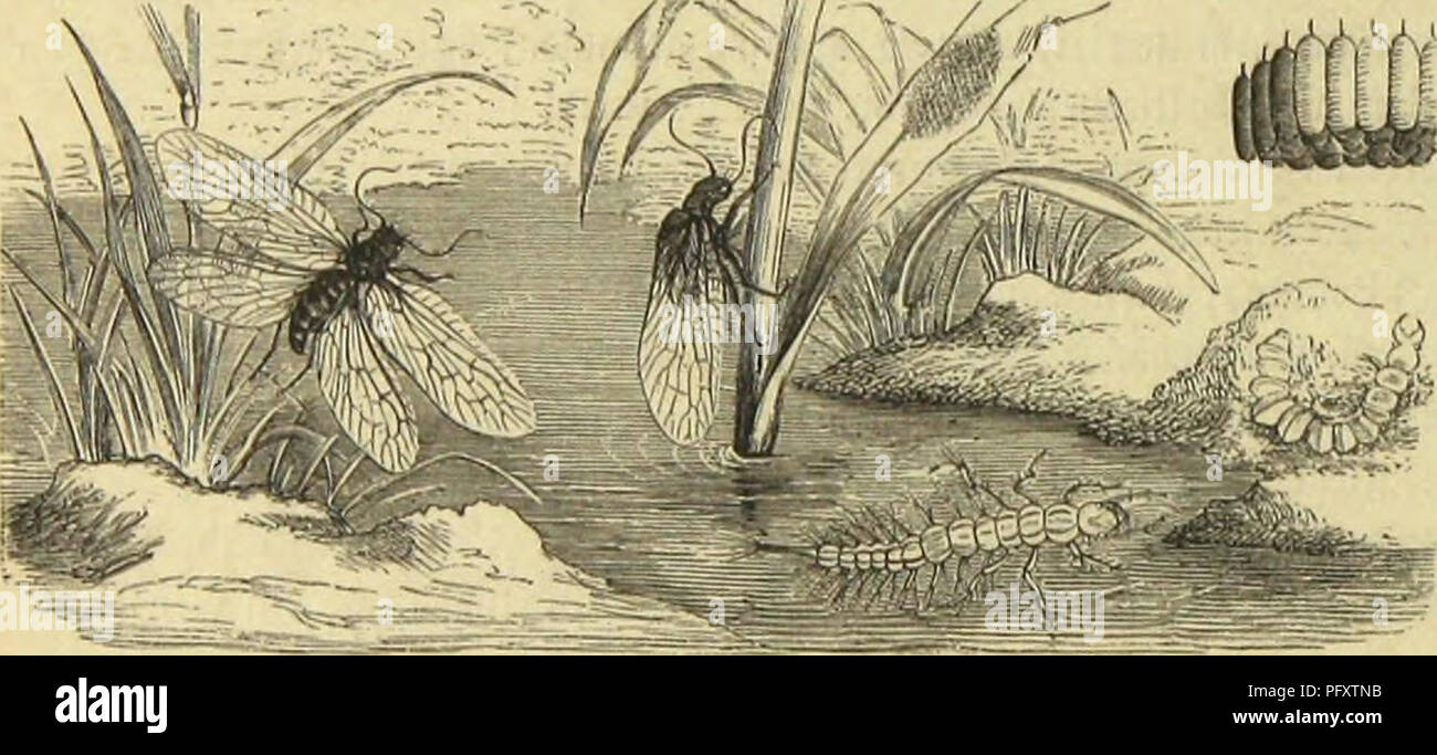 This work offers an in-depth look at insects, millipedes, and spiders ...