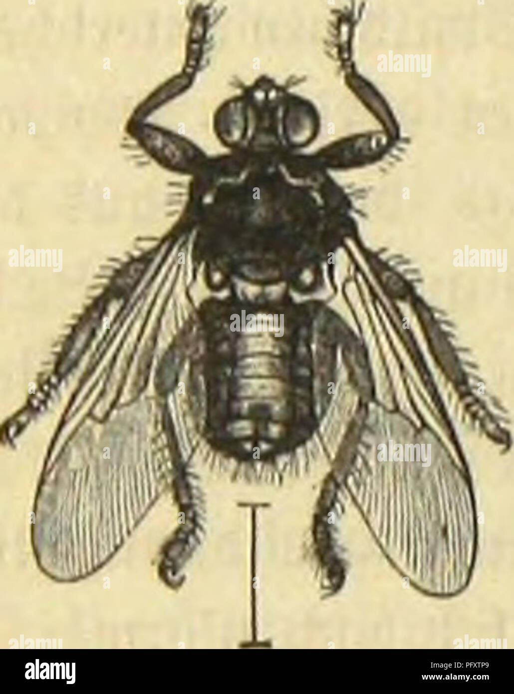 This image depicts various arthropods, including insects, millipedes ...