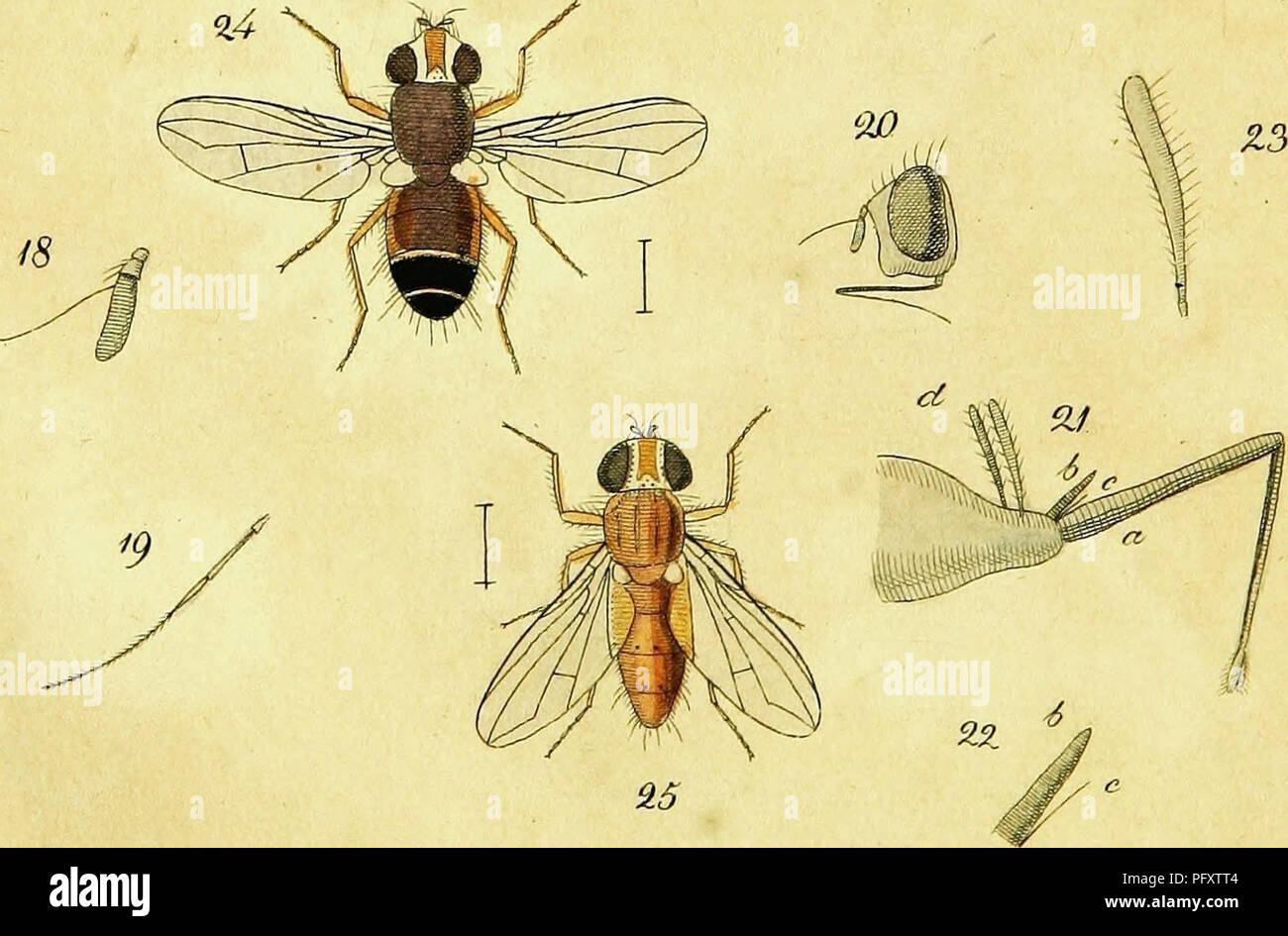 This systematic description of European Diptera provides insights into ...