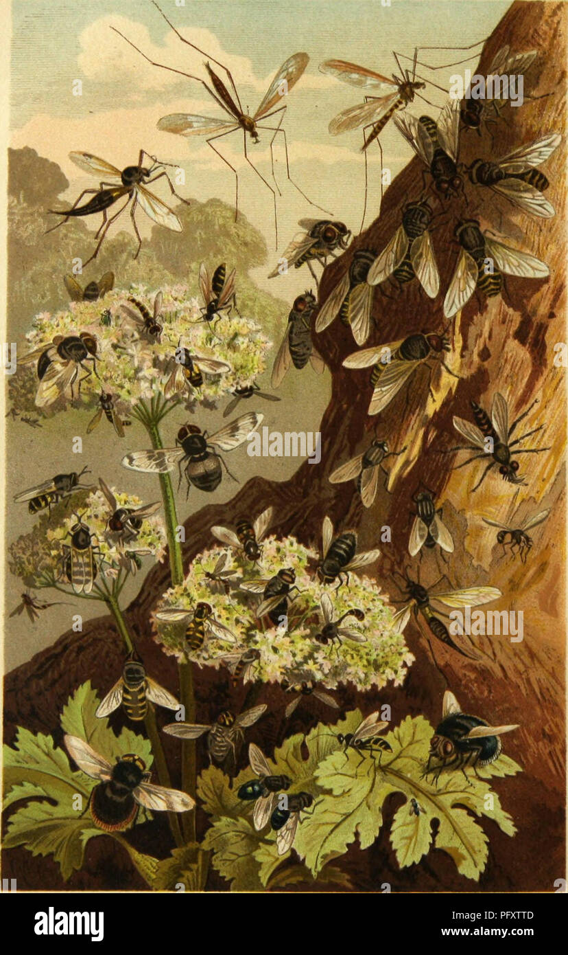 This zoological work focuses on the study of insects, millipedes, and ...