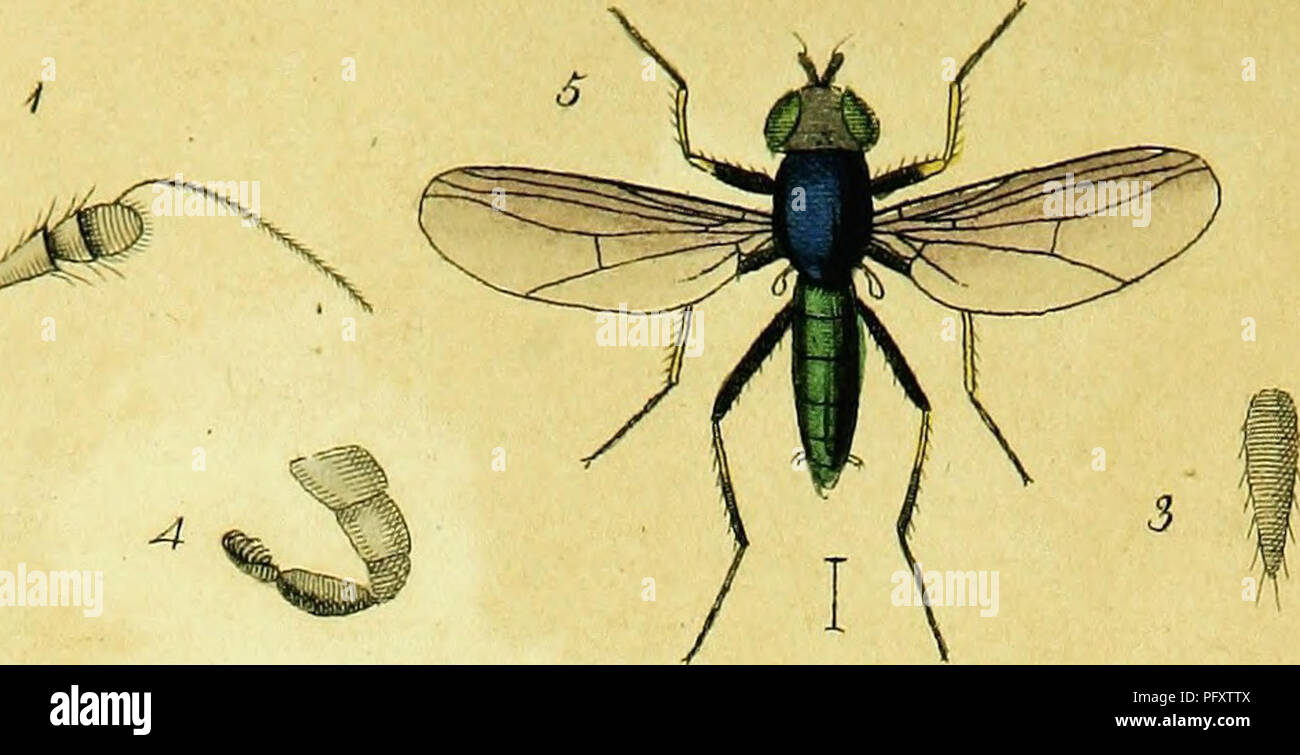 This systematic description of European two-winged insects (Diptera ...