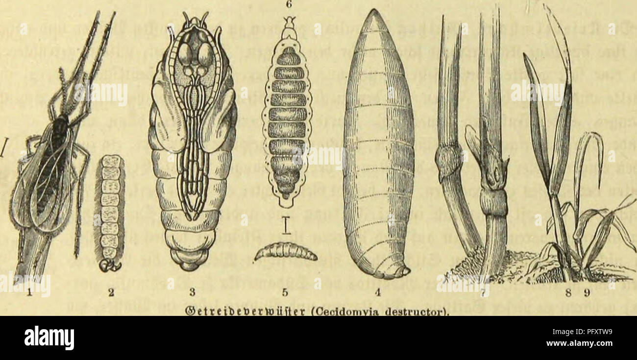 This publication presents detailed depictions of various arthropods ...