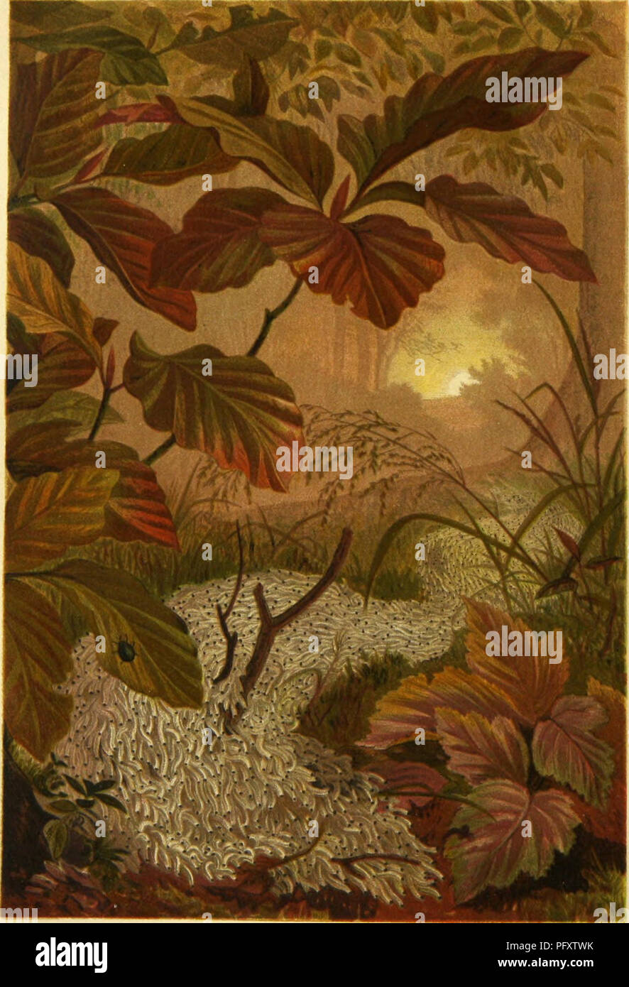 This German work on insects, millipedes, and spiders provides detailed ...